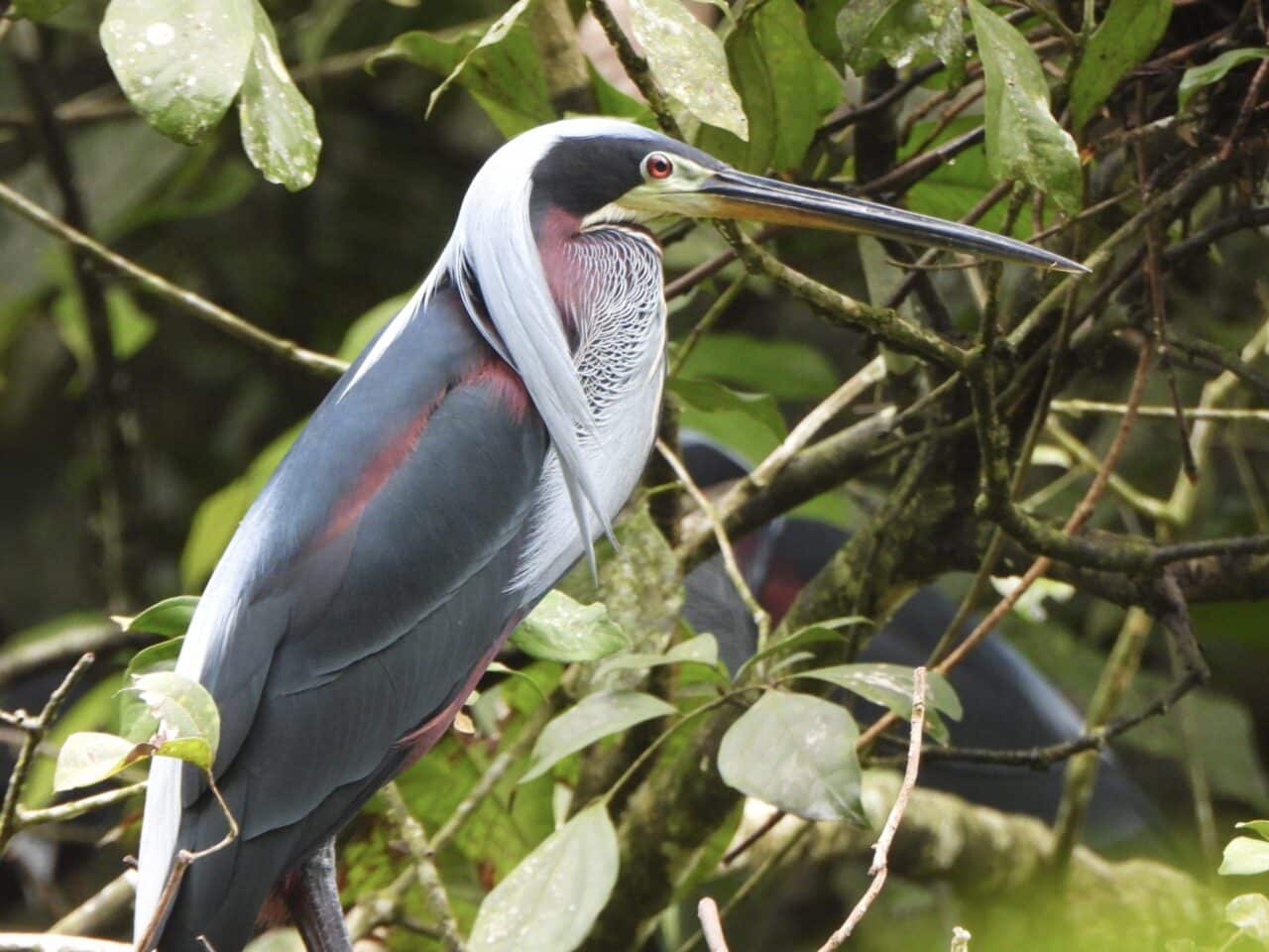 Pacuare Nature Preserve: Home to the Rarely Seen Agami Heron - Howlers ...