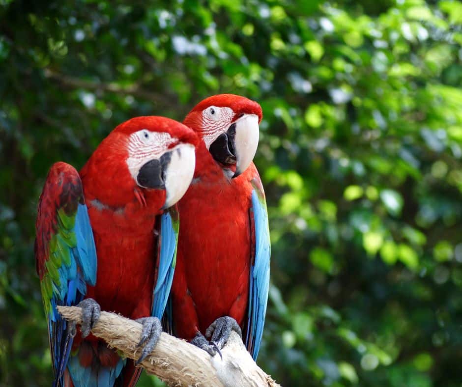 Macaws Making a Costa Rican Comeback - Costa Rica Real Escapes powered ...