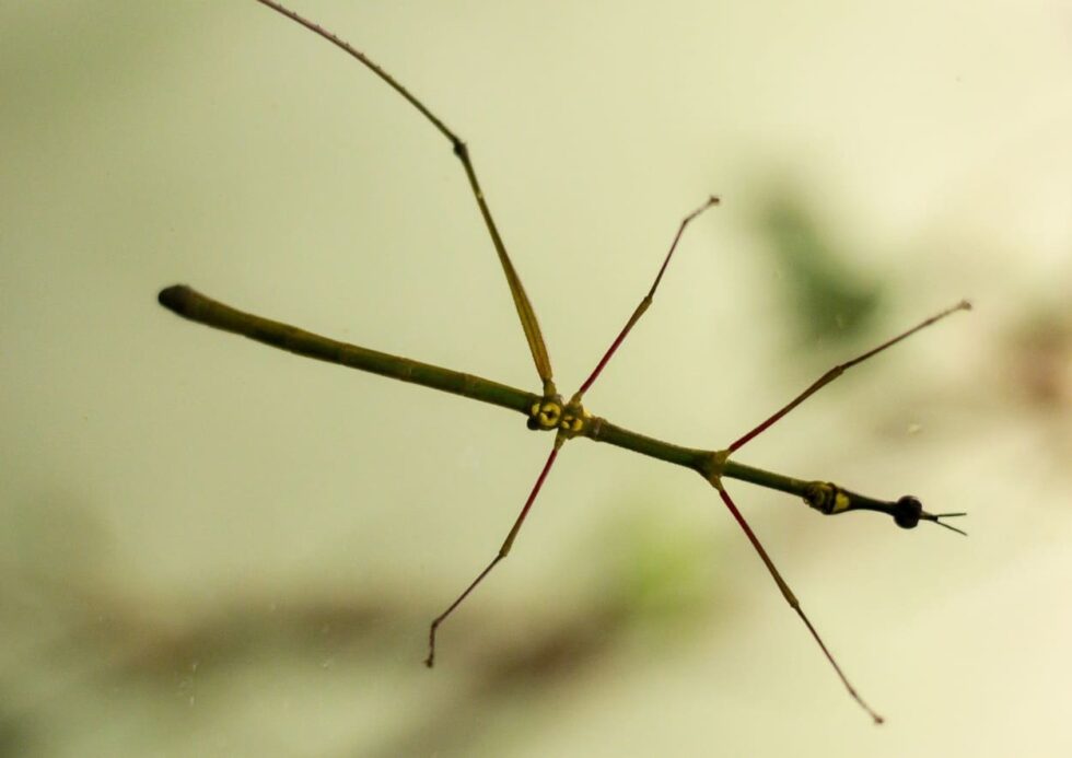 Costa Rica’s Stick Bugs: Masters of Camouflage and Eco Warriors ...
