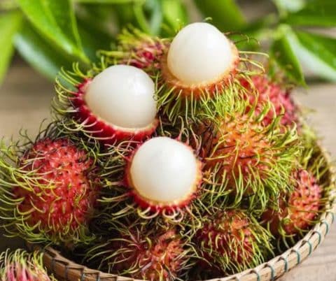 The Secret Life of Mamón Chino: From Farm to Fingers - Howlers Costa ...