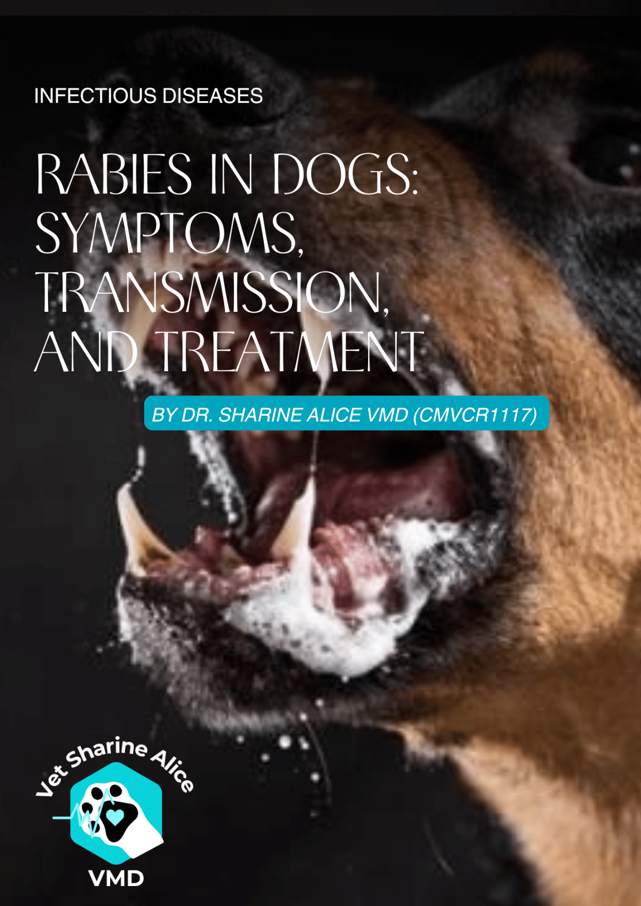 Rabies in Dogs: Symptoms, Transmission, and Treatment - Howlers Costa ...